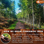 freshdrinkus cinnamon sticks health benefits