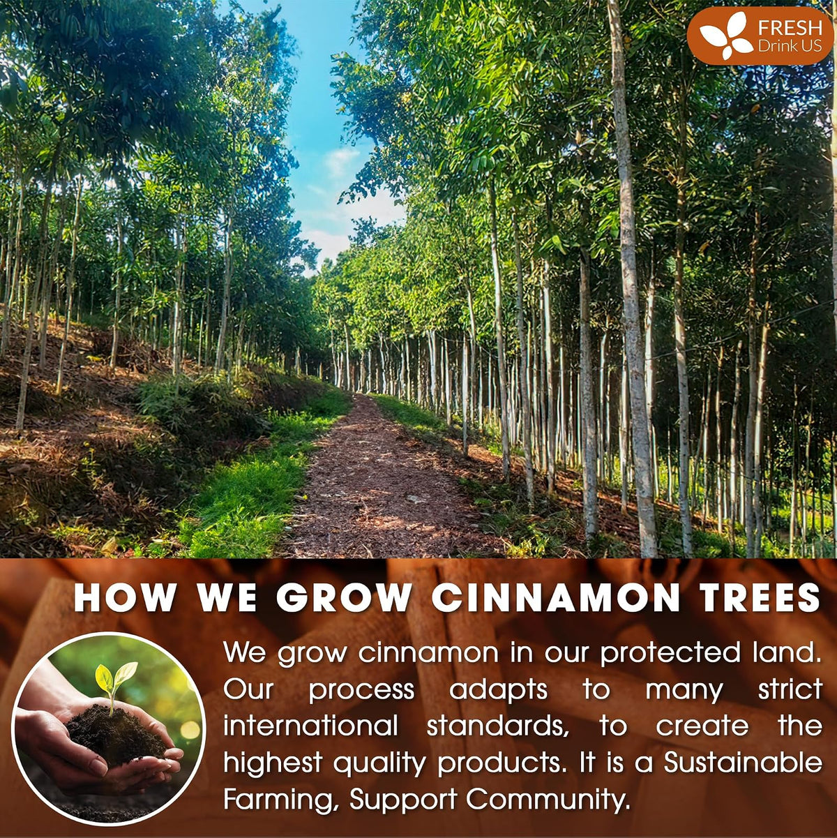 freshdrinkus cinnamon sticks health benefits