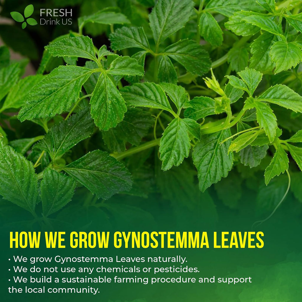 FreshDrinkUS Gynostemma green tea extract