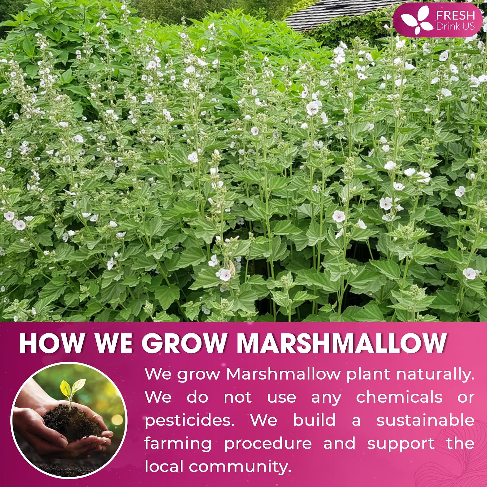FreshDrinkUS herbal marshmallow root supplement