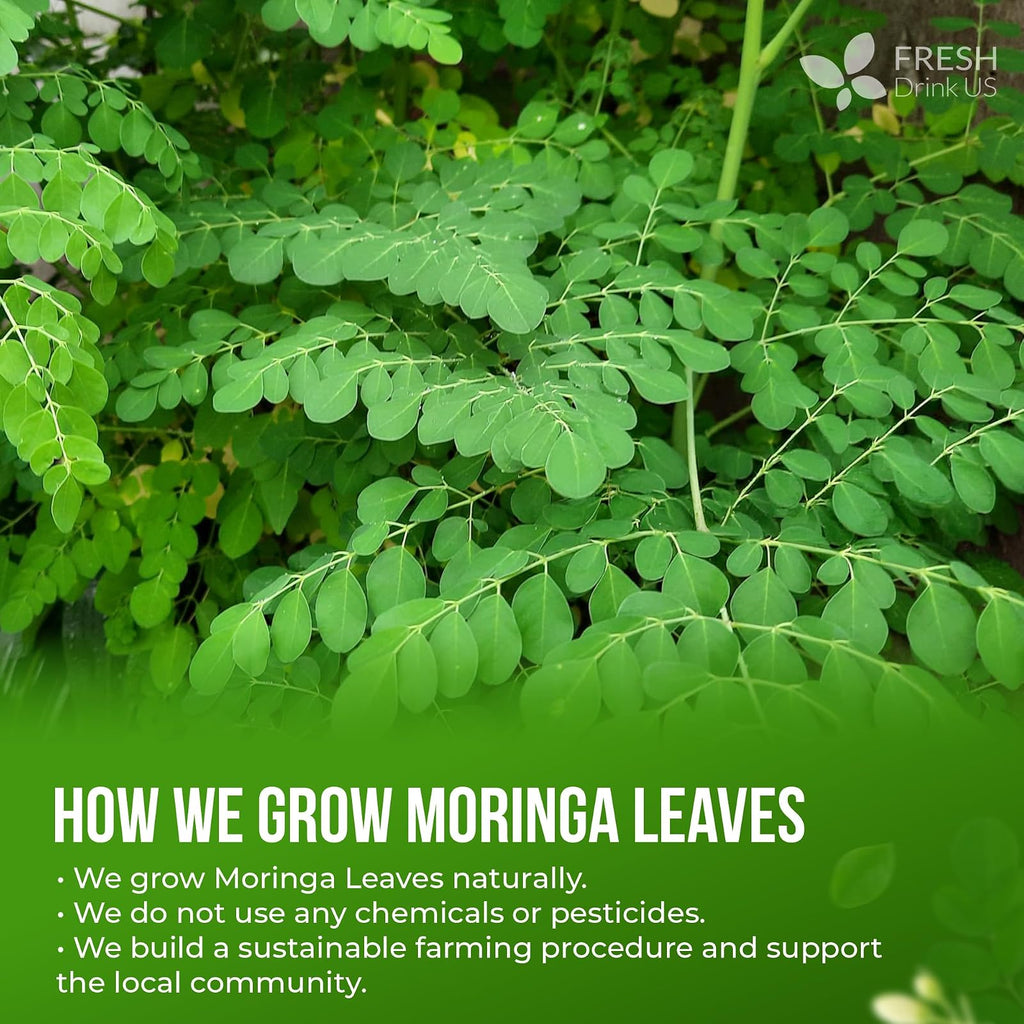 freshdrinkus moringa tea benefits