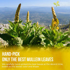 FreshDrinkUS Mullein Leaf wellness tea