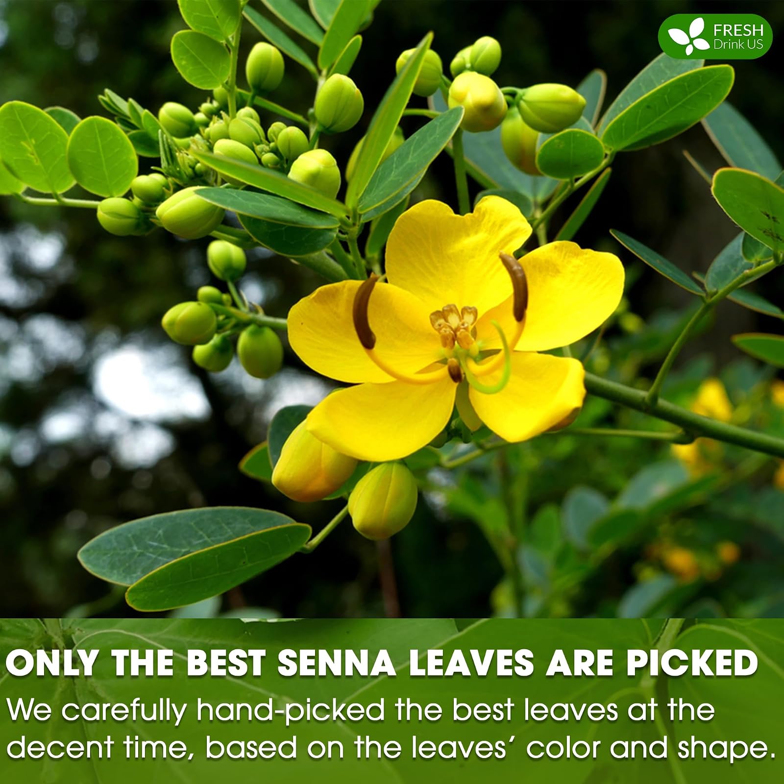 freshdrinkus senna tea for wellness