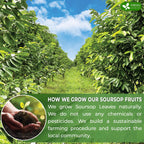 FreshDrinkUS soursop fruit tea benefits