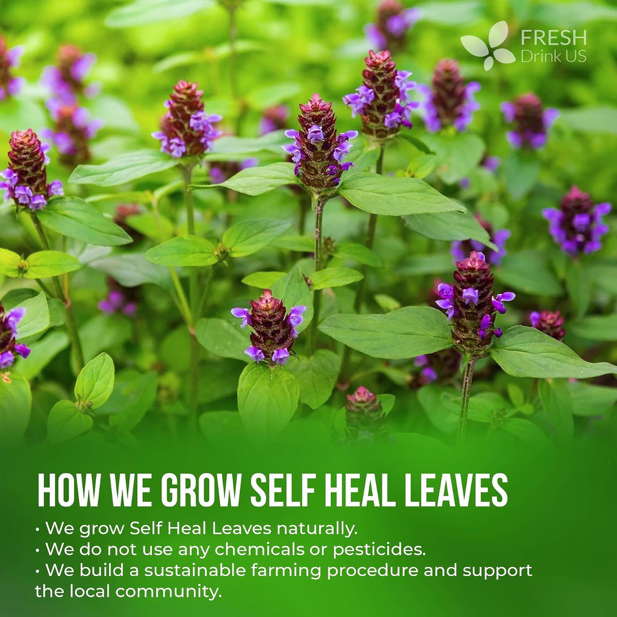 FreshDrinkUS tea for relaxation