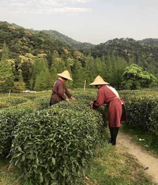 freshly brewed green tea experience