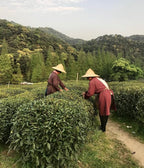 freshly brewed green tea experience