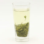 freshly harvested green tea leaves