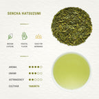 freshly harvested green tea leaves