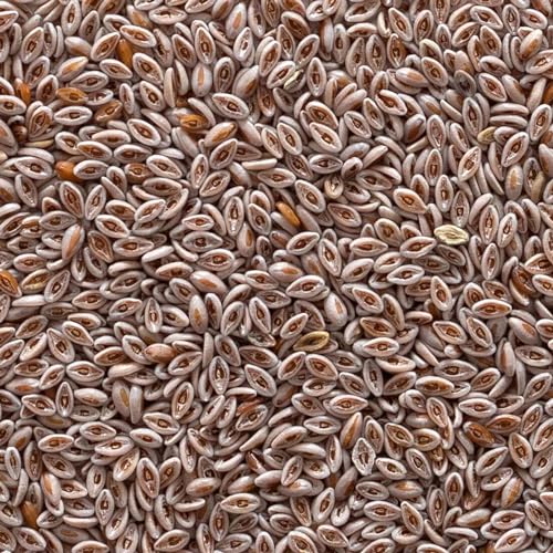 Frontier Co psyllium for healthy lifestyle