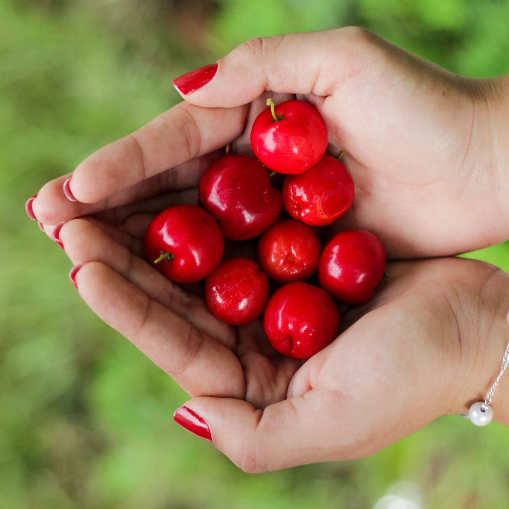 fruit extracts for immune health