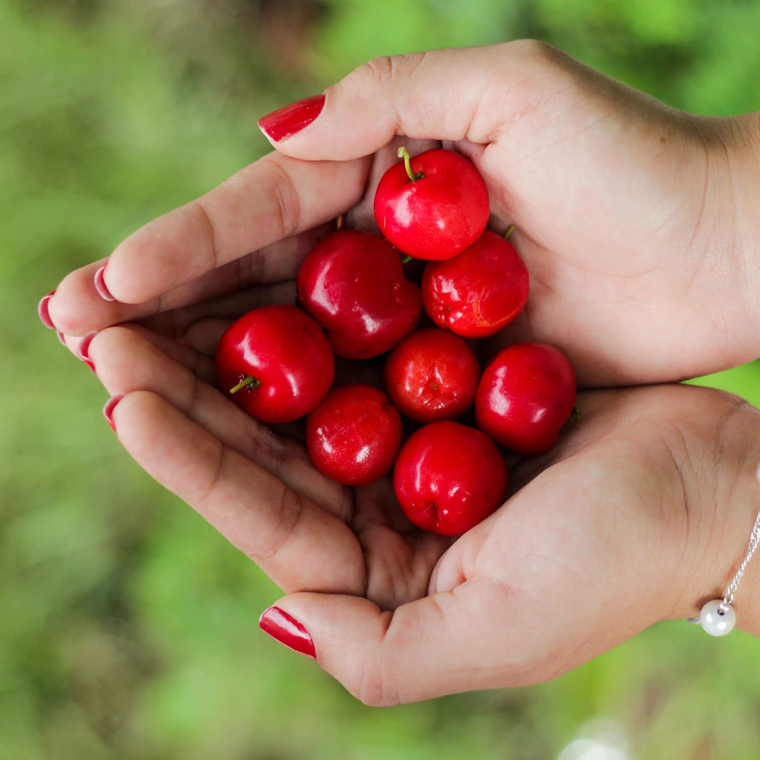fruit extracts for immune health