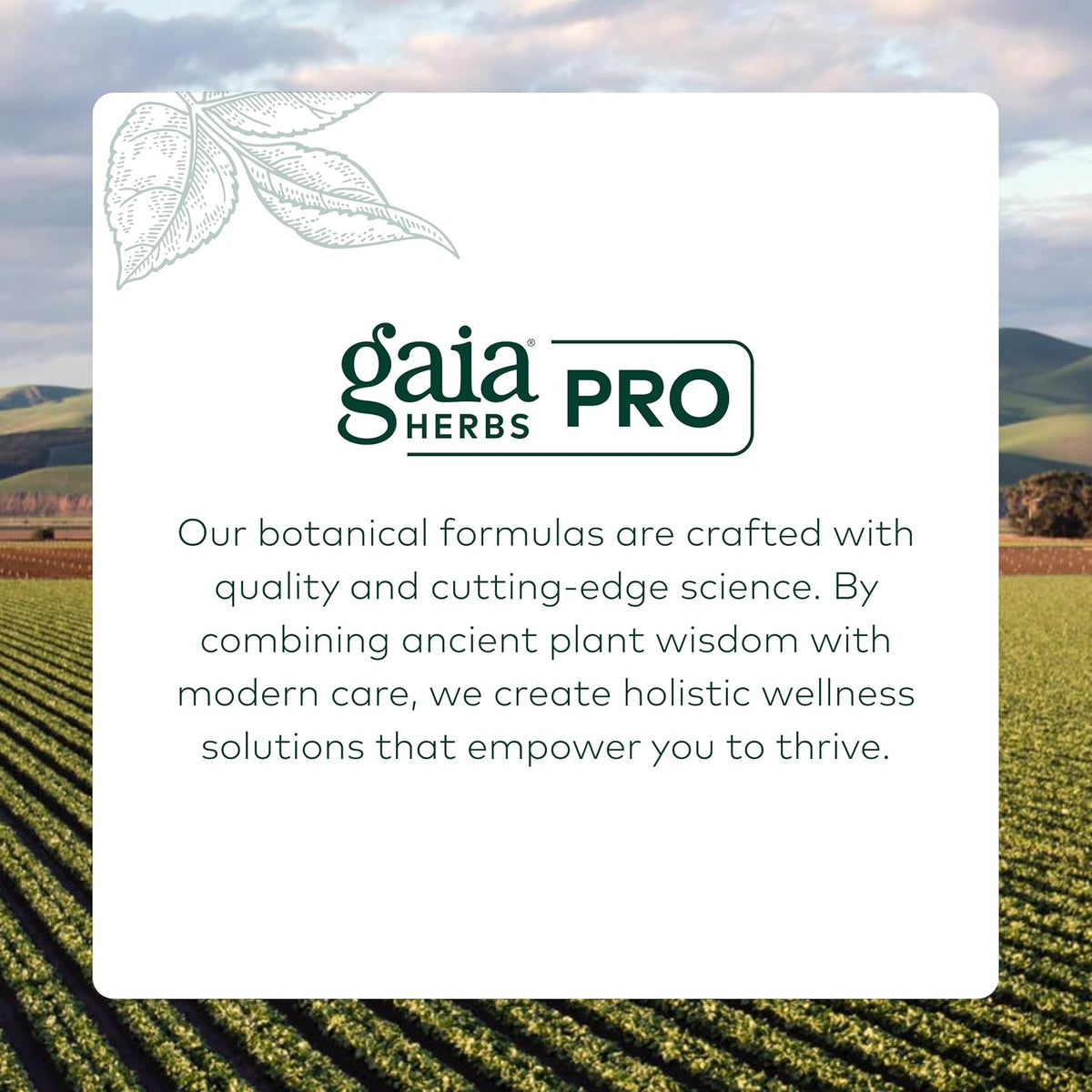 GAIA Herbs Andrographis energy booster capsules
