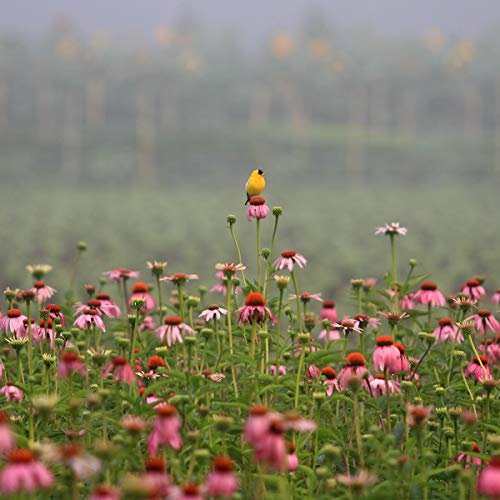 Gaia Herbs echinacea for vitality