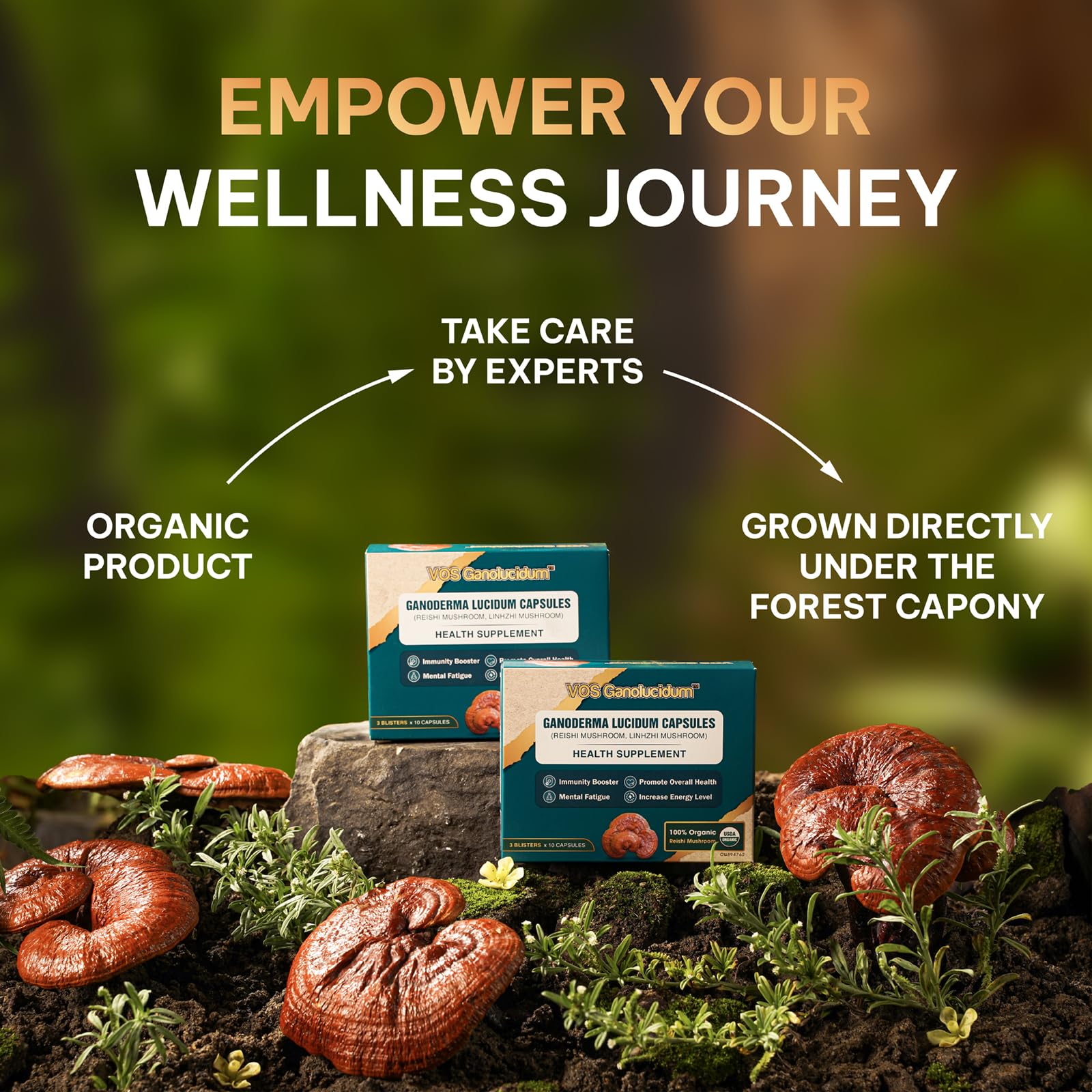 Ganoderma lucidum extract for wellness
