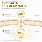GenBench NAD+ for cellular health