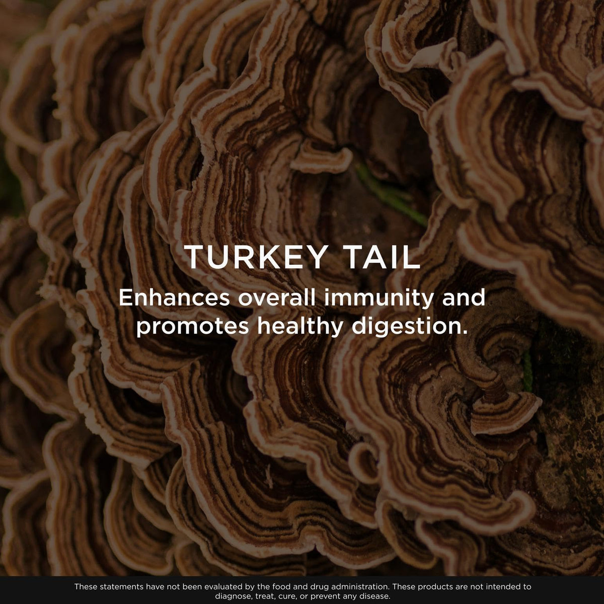 Genius Brand turkey tail extract