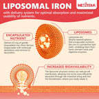 gentle iron supplement for sensitive stomachs