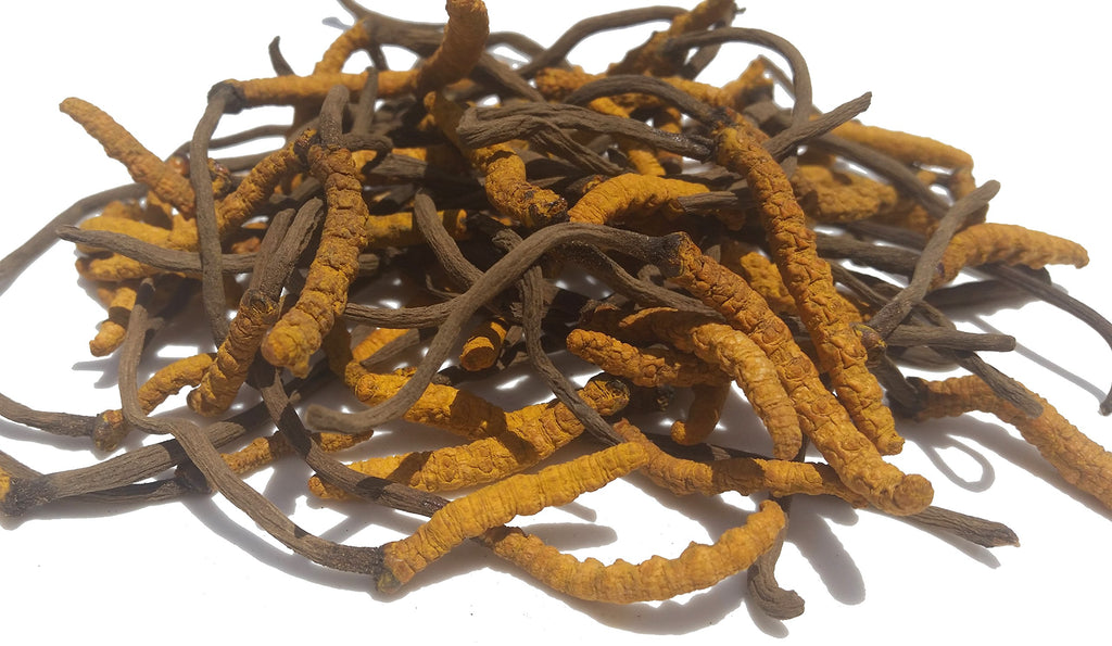 genuine wild cordyceps for health