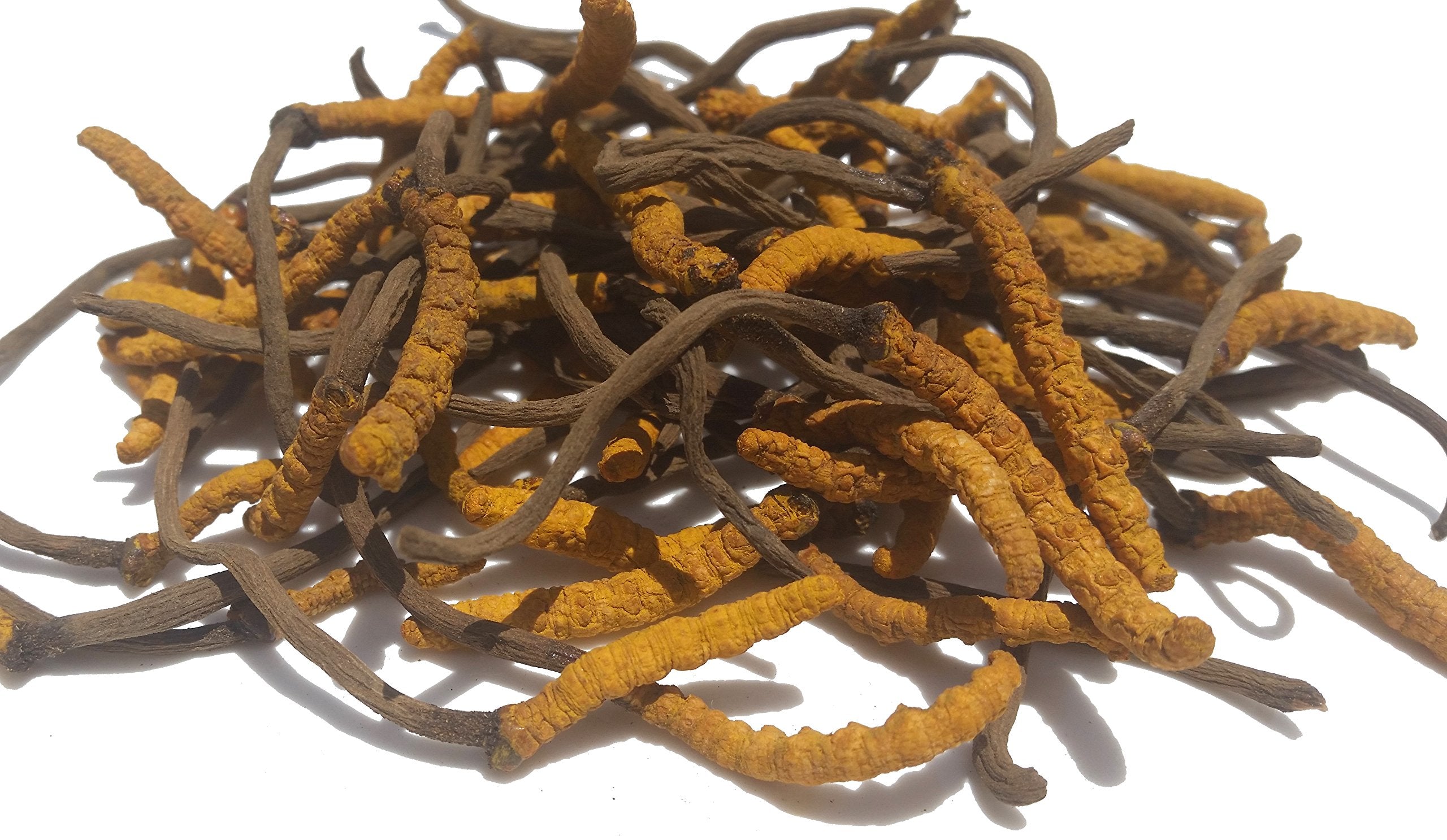 genuine wild cordyceps for health