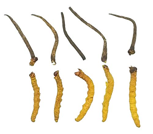 genuine winter worm summer grass