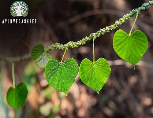 giloy powder for digestive health