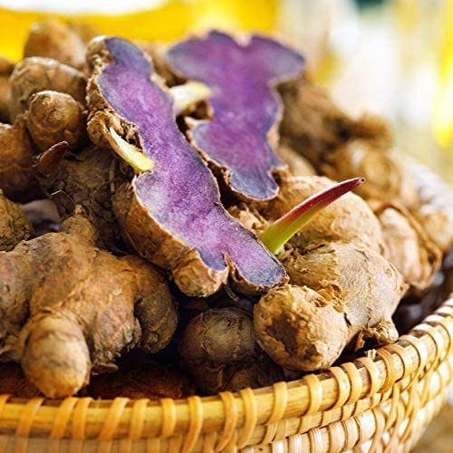 ginger capsules for better digestion