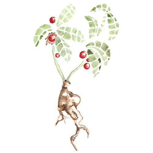ginger capsules for everyday wellness