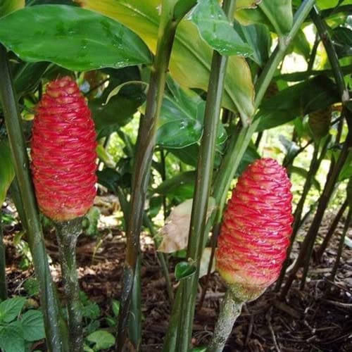 Ginger lily for vibrant gardens