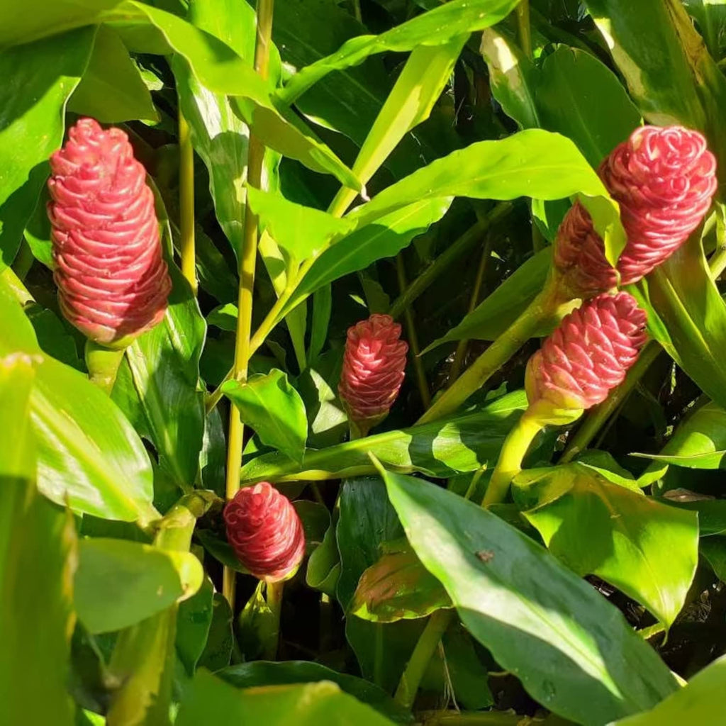 Ginger plant care and maintenance