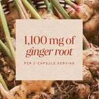 Ginger root for nausea relief
