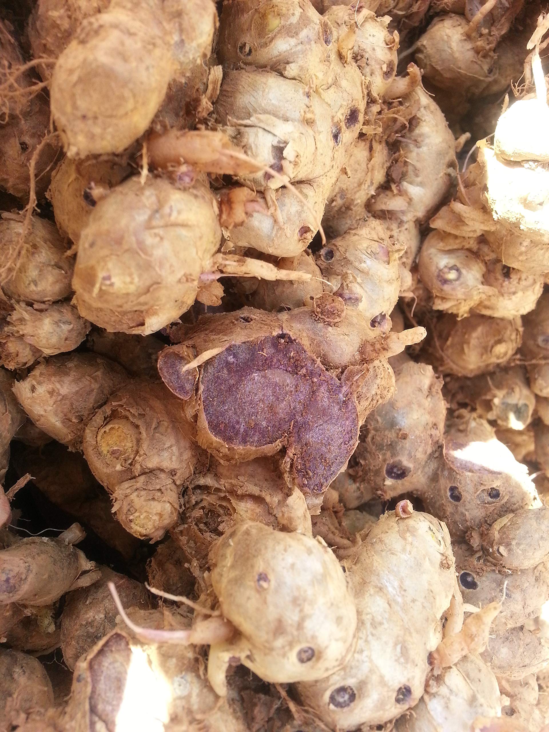 ginger tablets for daily wellness