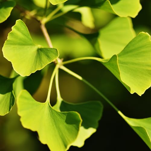 ginkgo biloba benefits for female health