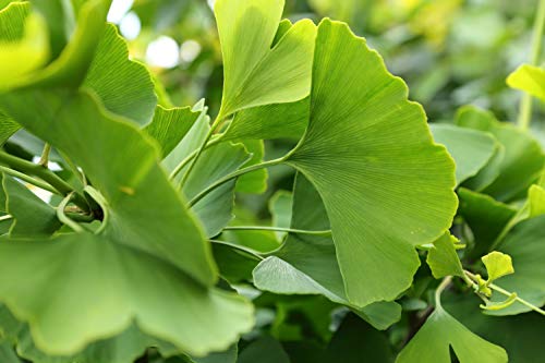 ginkgo biloba benefits in herbal form