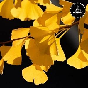 ginkgo biloba contraindications to consider