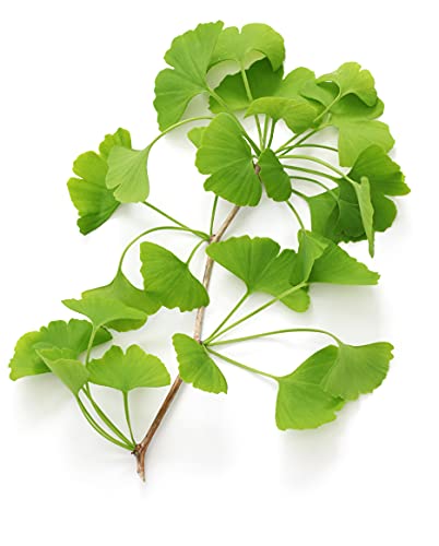 Ginkgo Biloba extract for energy boost