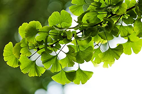ginkgo biloba extract for improved circulation