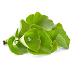 ginkgo biloba for cognitive support