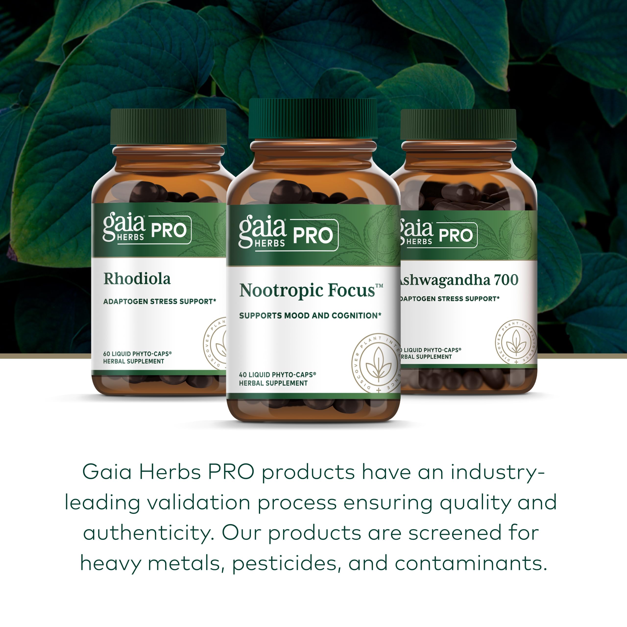 ginkgo biloba for female wellness