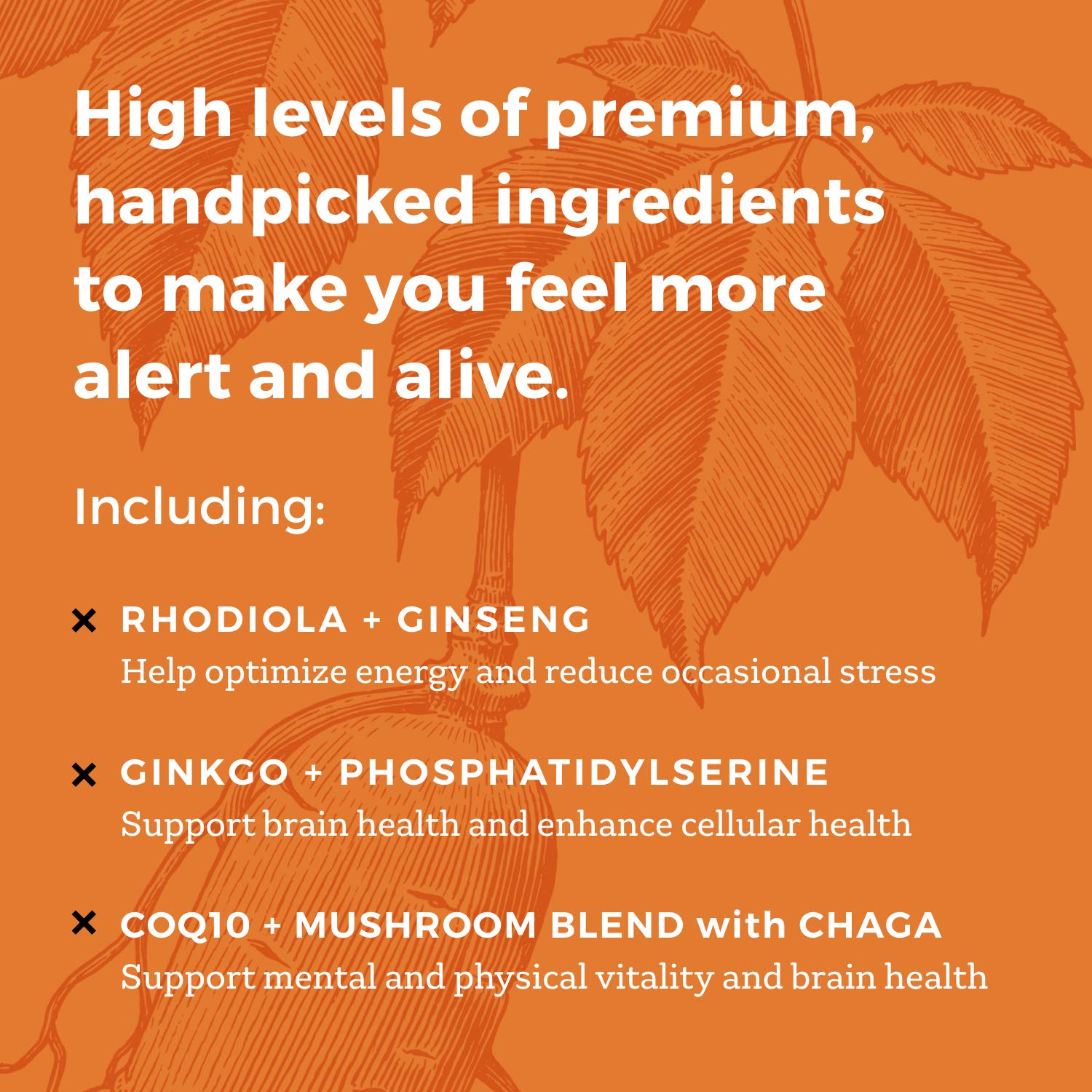 ginkgo biloba for improved cognitive function