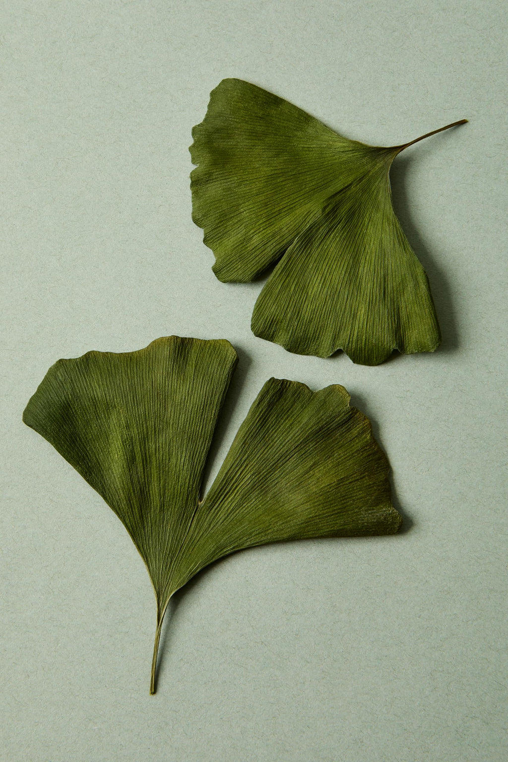 ginkgo biloba for improved cognitive function