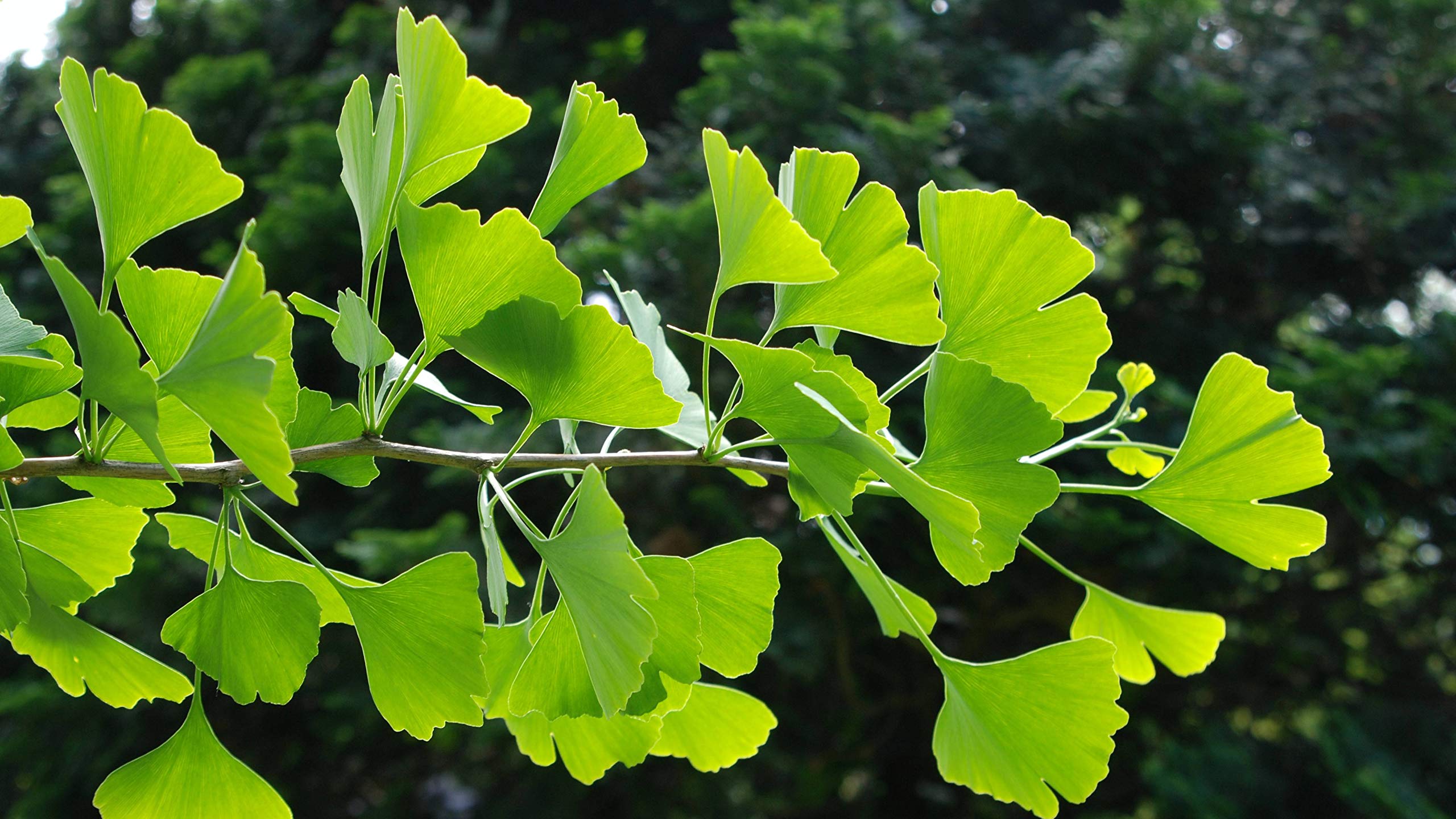 ginkgo biloba for improved focus