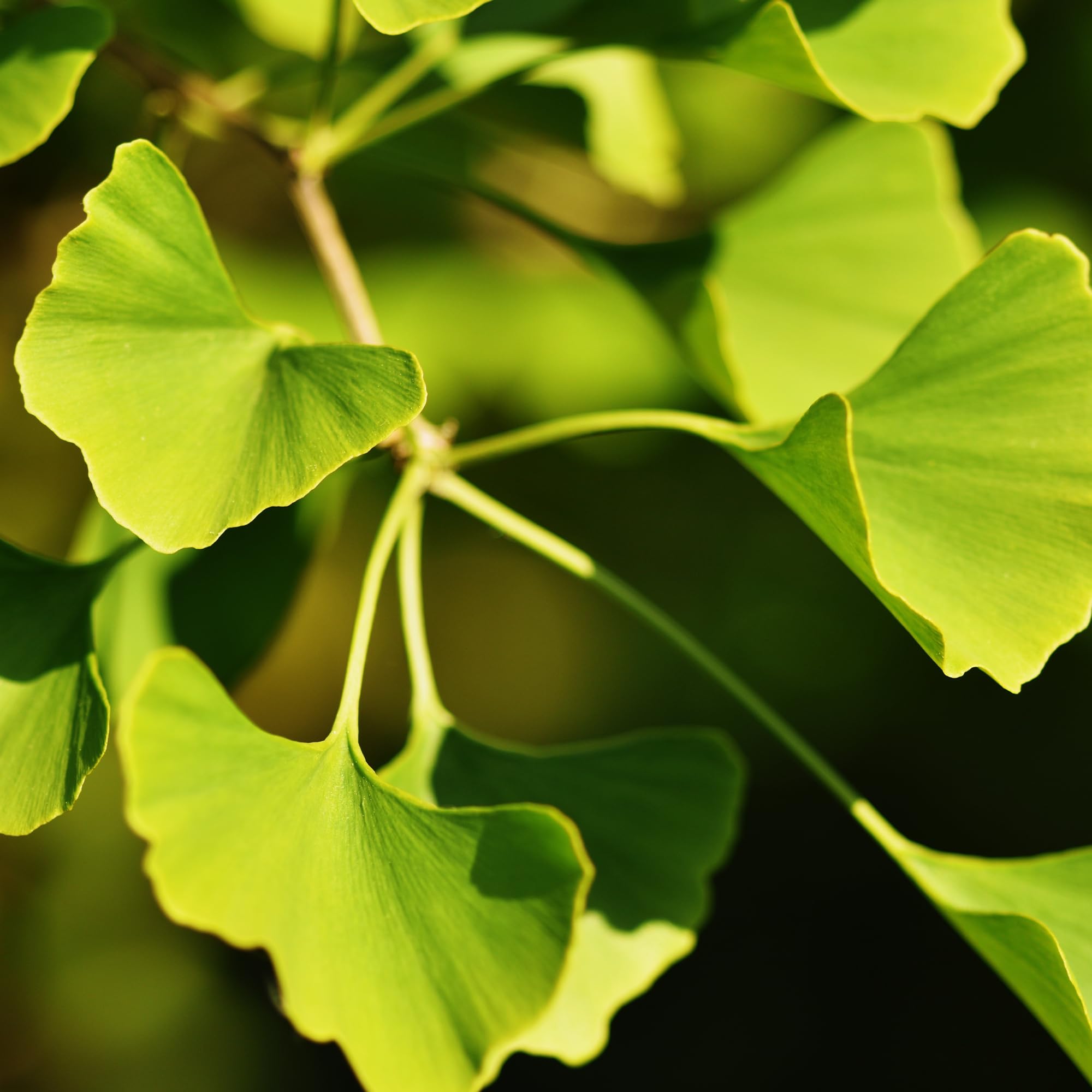 ginkgo biloba for tinnitus relief