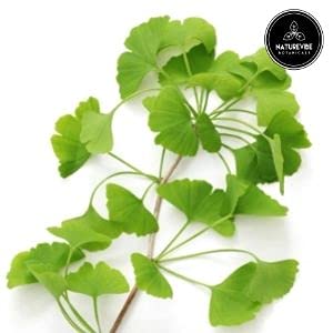 ginkgo biloba herbal supplement uses