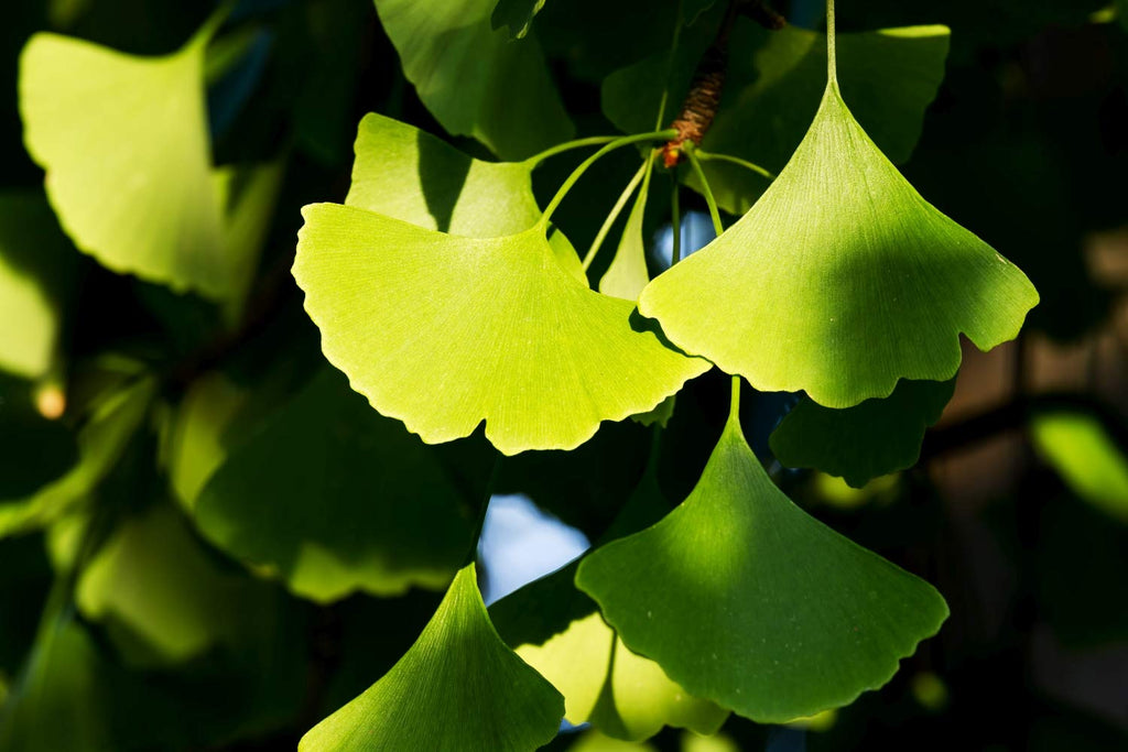 ginkgo biloba herbal tea for stress