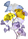 Ginkgo Biloba poster for home decor