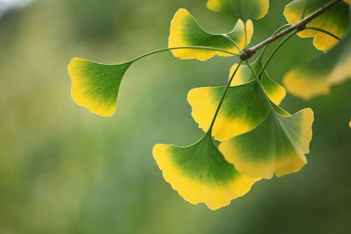 ginkgo biloba powder for herbal remedies
