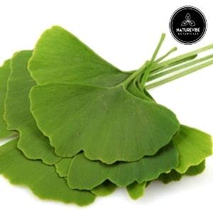 ginkgo biloba powder for wellness