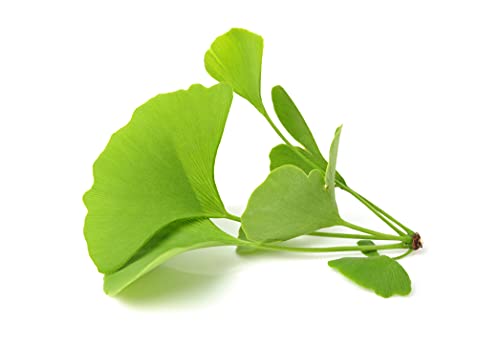ginkgo biloba supplement for brain health