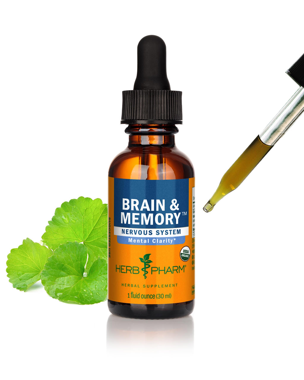 ginkgo biloba supplement for memory